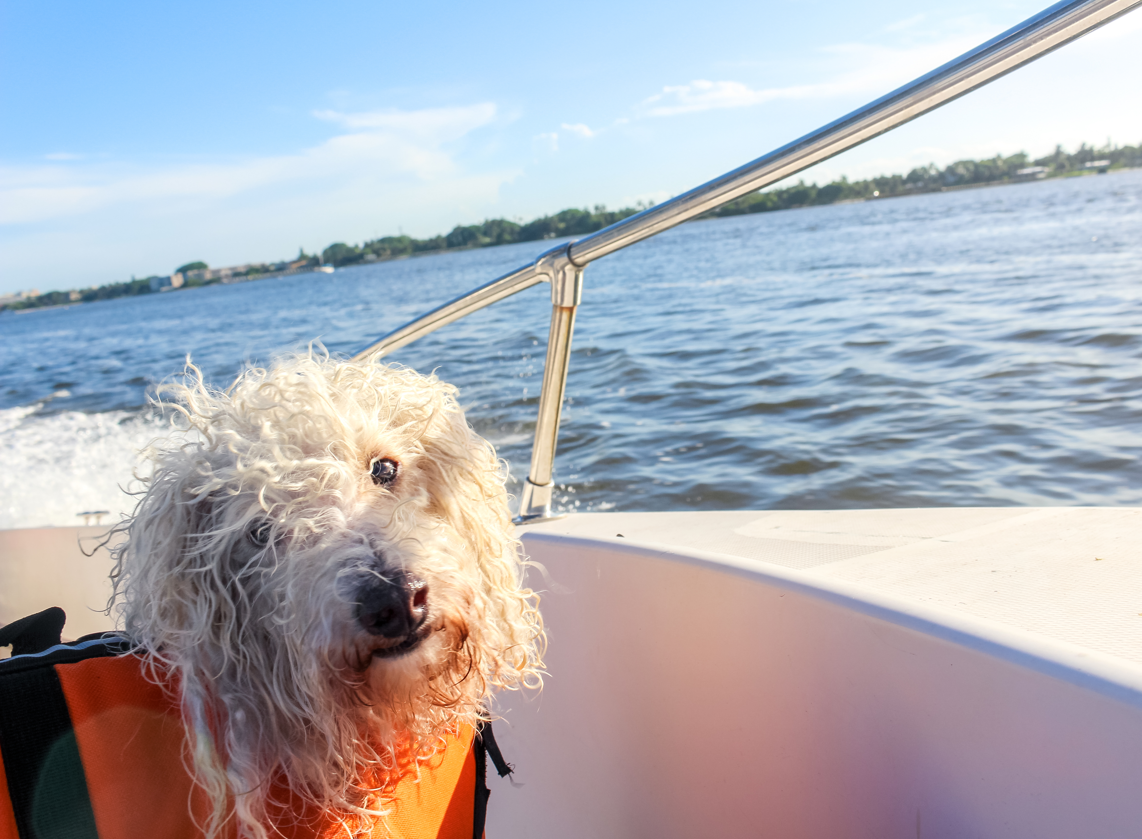 Safety Tips for Boating With Your Dog | W3 Marine Insurance